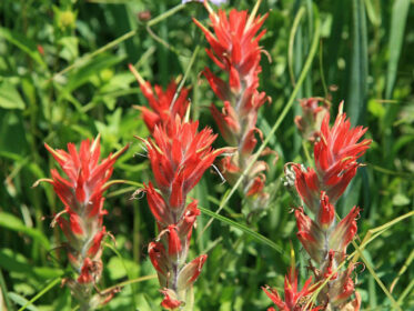 The Legend of the Indian Paintbrush Sunset Art Project